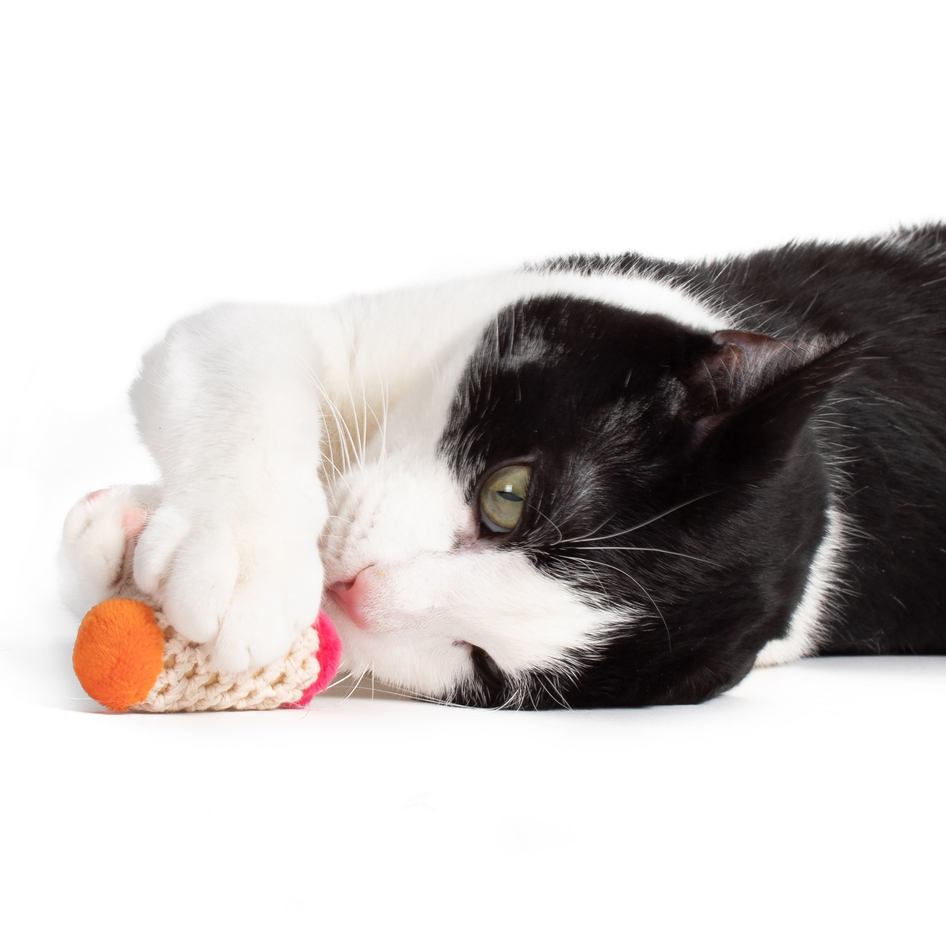 Furniture & accessories to make every pet feel at home.