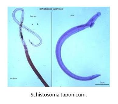 Parassiti nell'intestino - Roma - Dott. Prof. Iannetti - Parassitosi ...
