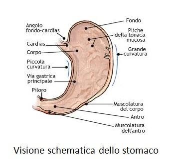 Esofago-gastro-duodeno-scopia - Roma - Dott. Prof. Antonio Iannetti ...