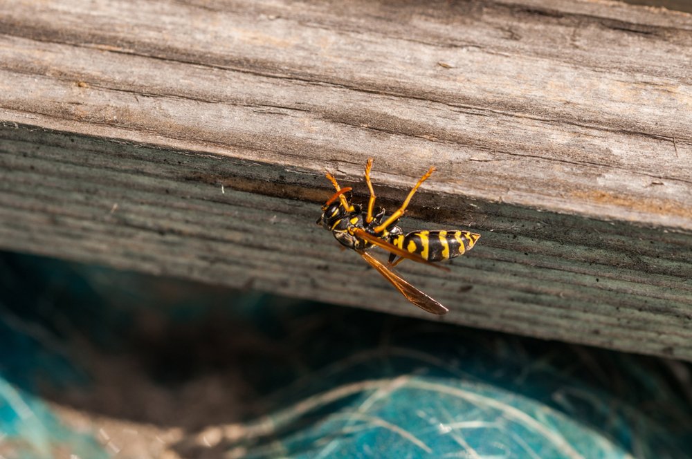 Pest Control | Logan, UT | Logan Extermination