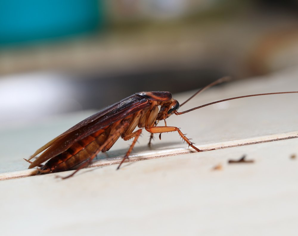 Pest Control Erina | Central Coast | United Pest Management