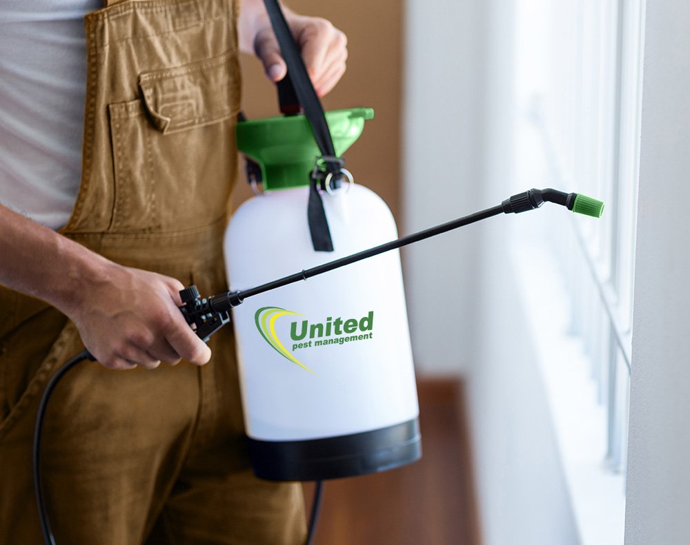 Pest Control Erina | Central Coast | United Pest Management