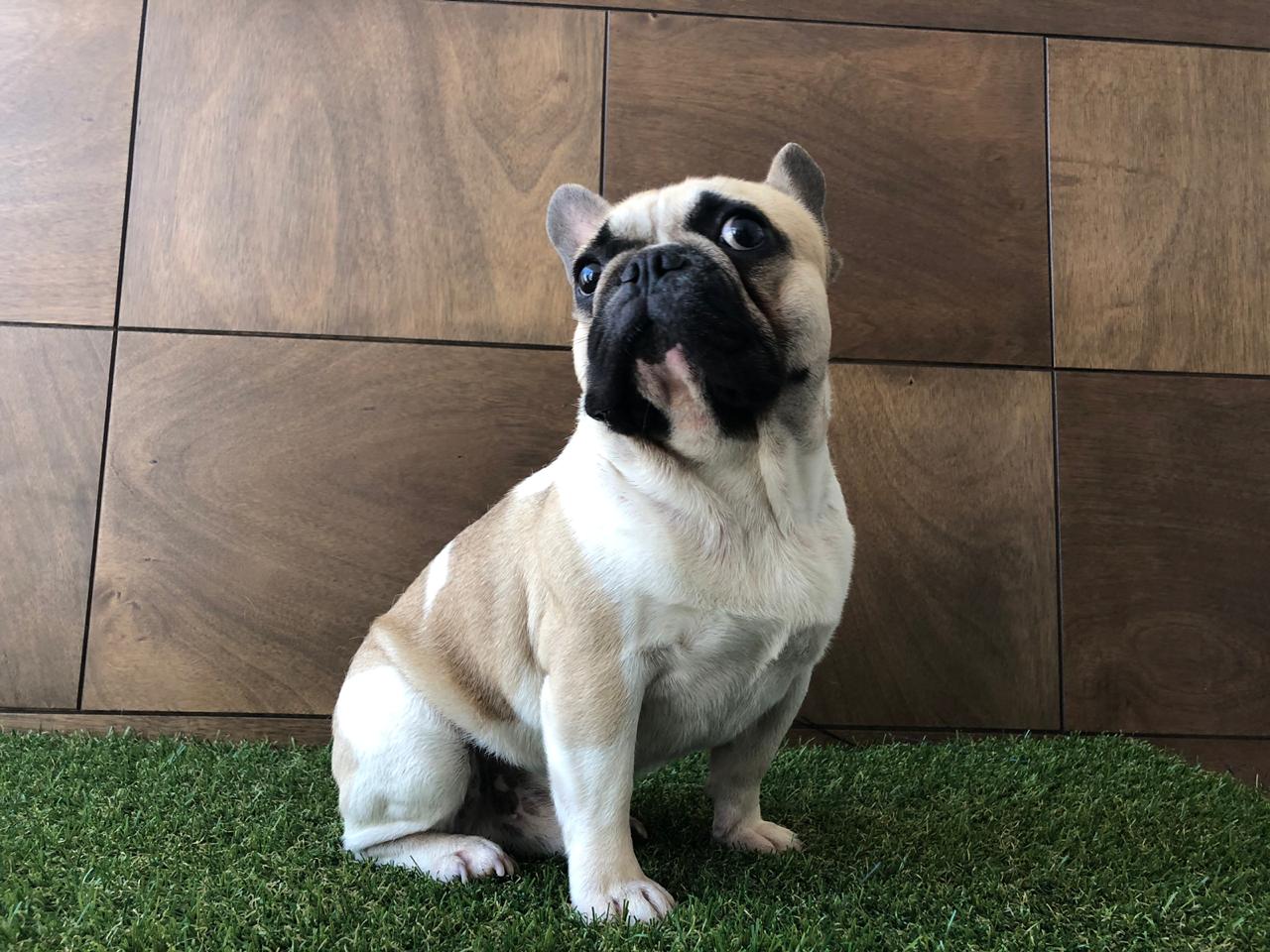 Bulldog Frances en Monterrey | Criadero Bulldogs Mexico