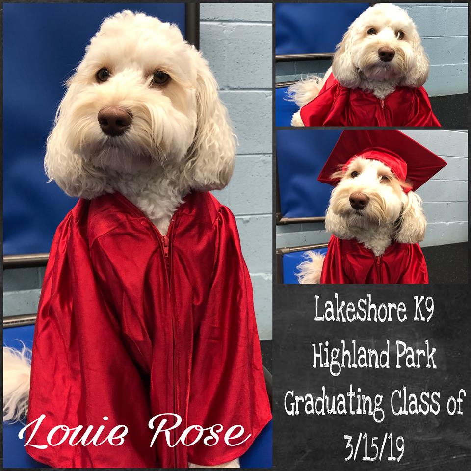 Photo Gallery - Lakeshore K9