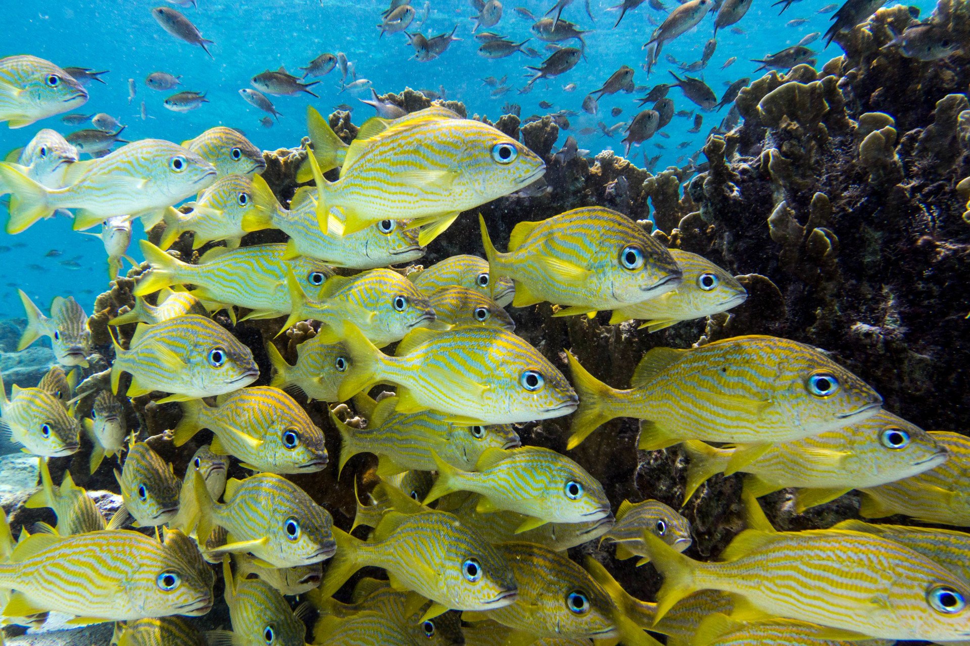 The Top 5 Dive Spots in Bonaire