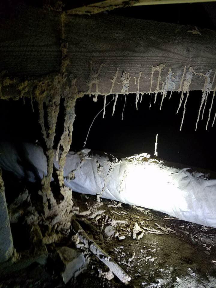 Termite Control | Pest Control for Sanford, Fayetteville, Lumberton ...