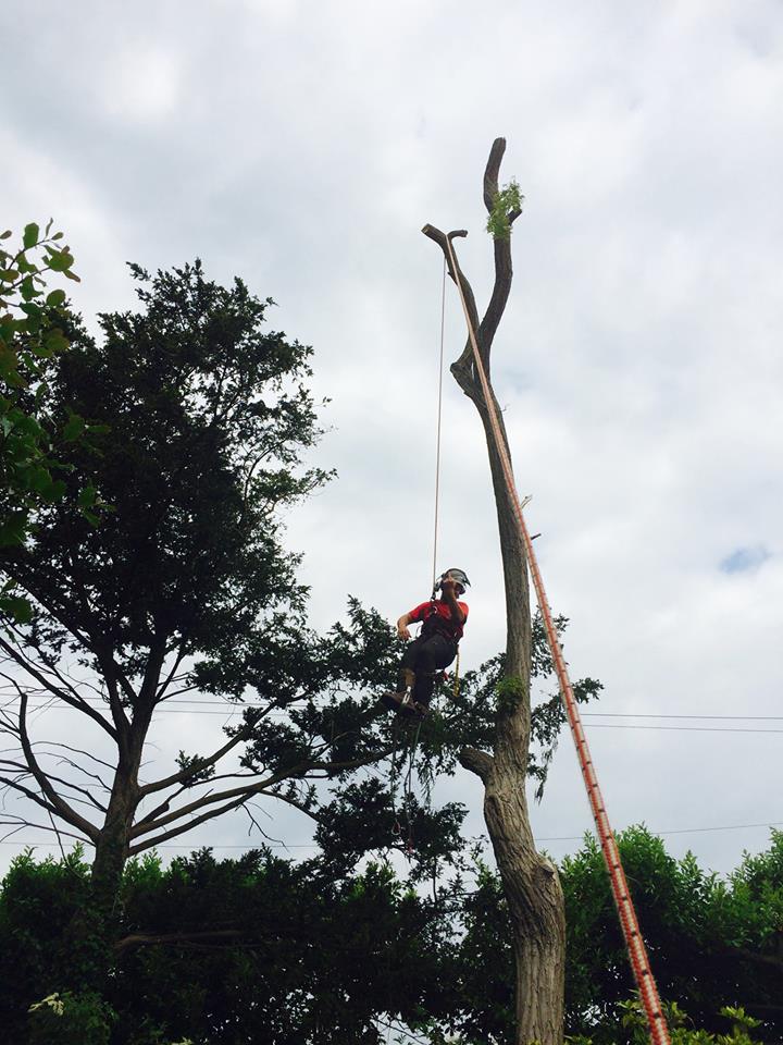 Gallery - Harris Tree Care