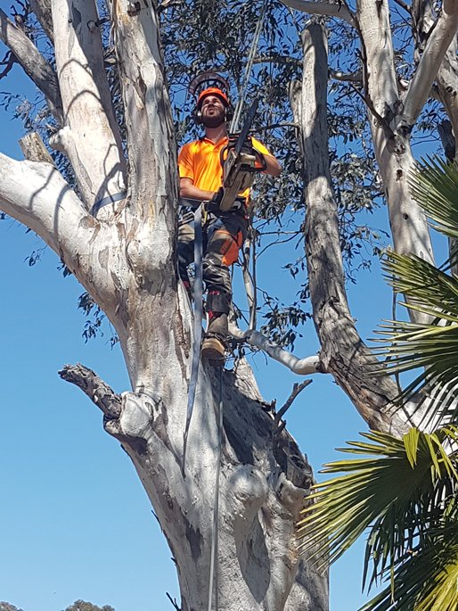 Lachlan Valley Tree Services