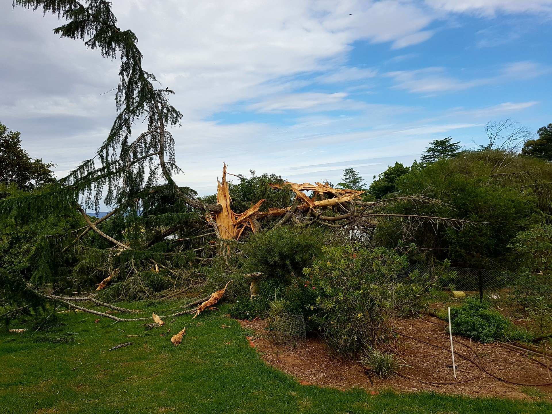 Lachlan Valley Tree Services