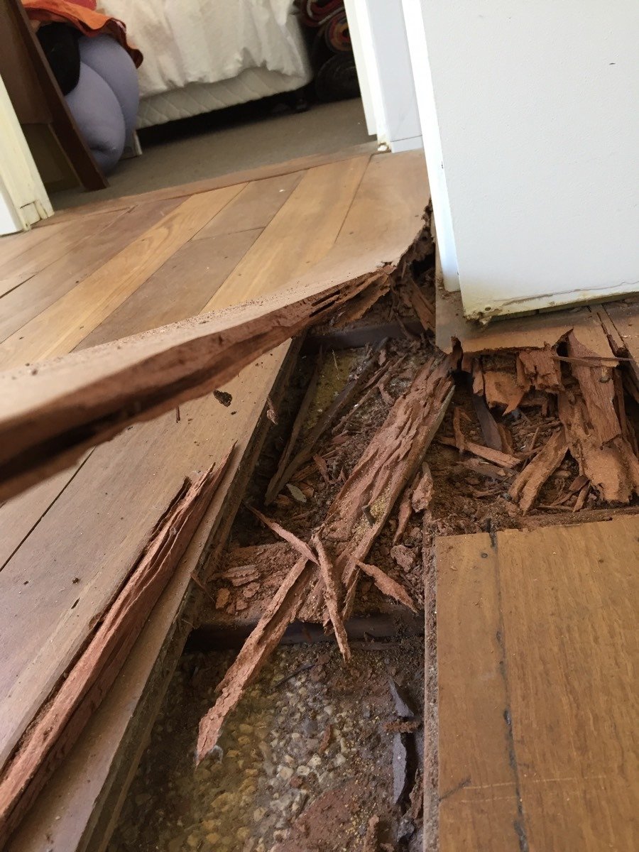 All About Termite Damage | Stewarts Pest Control