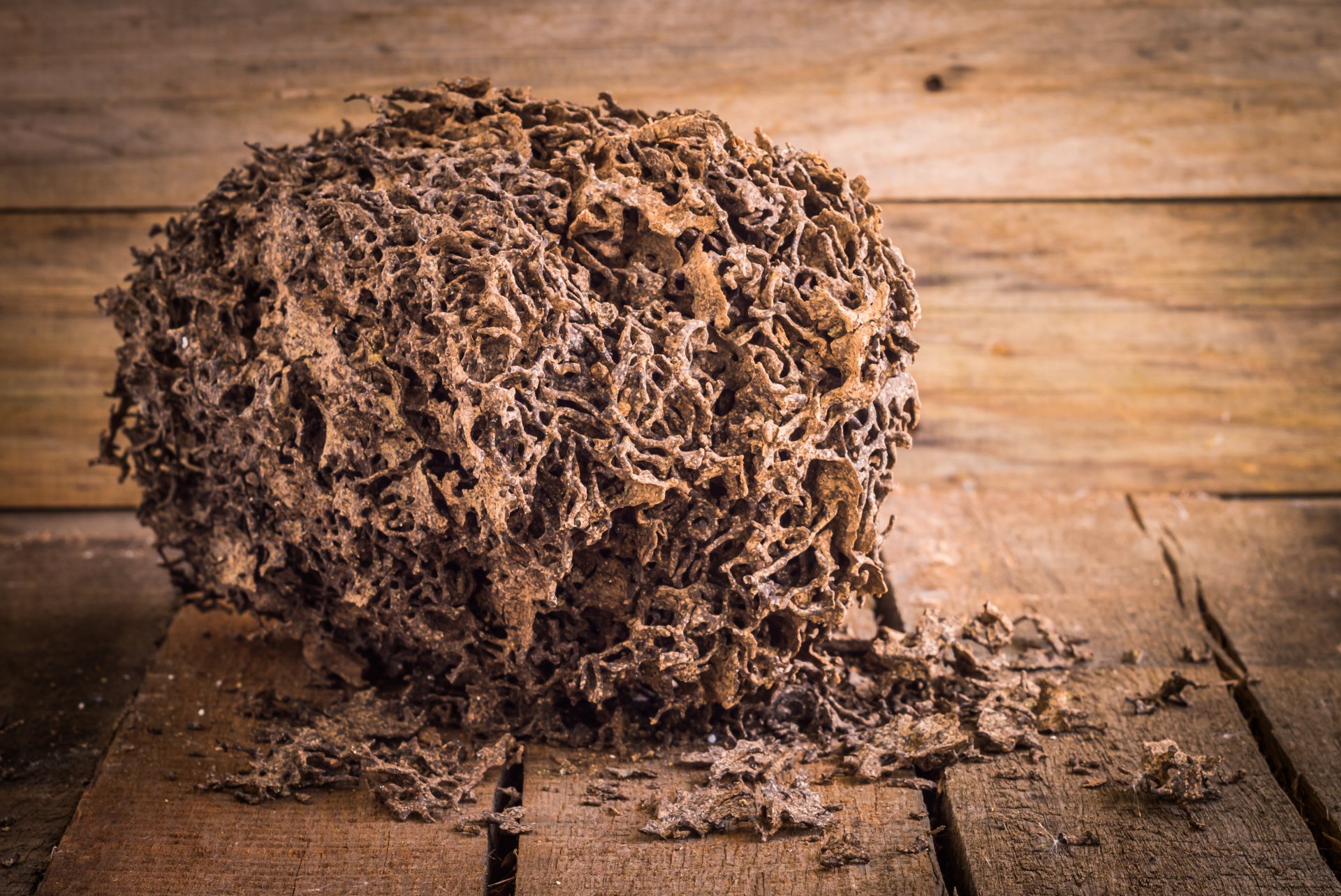 Best Termite Control Services in Perth | Fast 24-hour Service