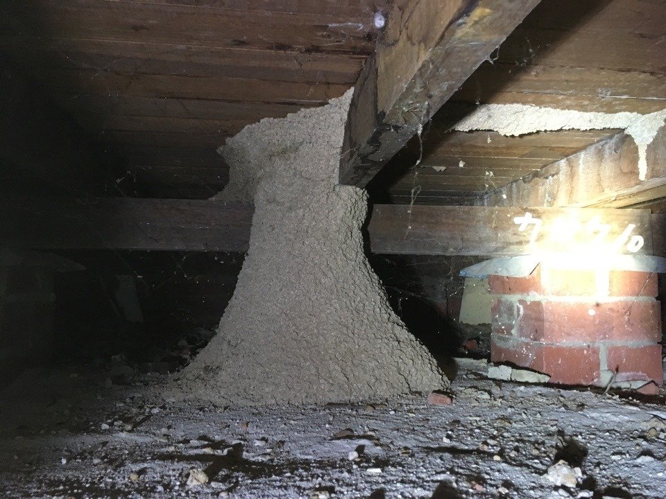 All About Termite Damage | Stewarts Pest Control