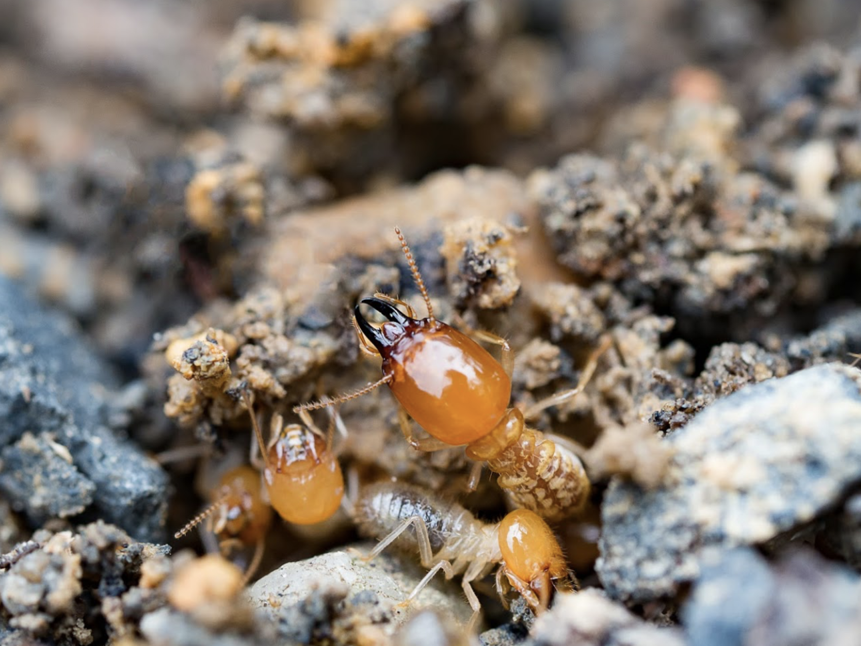 Best Termite Control Services in Perth | Stewarts Pest Control