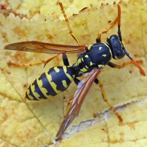 Wasp Nest Removal & Control in Perth (FIVE STAR reviews) Stewarts Pest ...