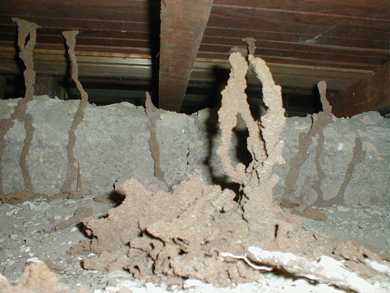 Assessment & Quote | Stewarts Pest Control