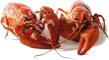 About Us - Flippinfreshwodonga.com.au