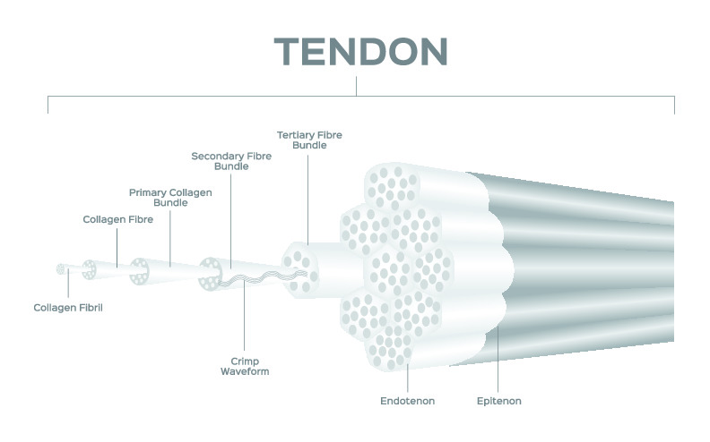 All About Muscles, Tendons and Ligaments