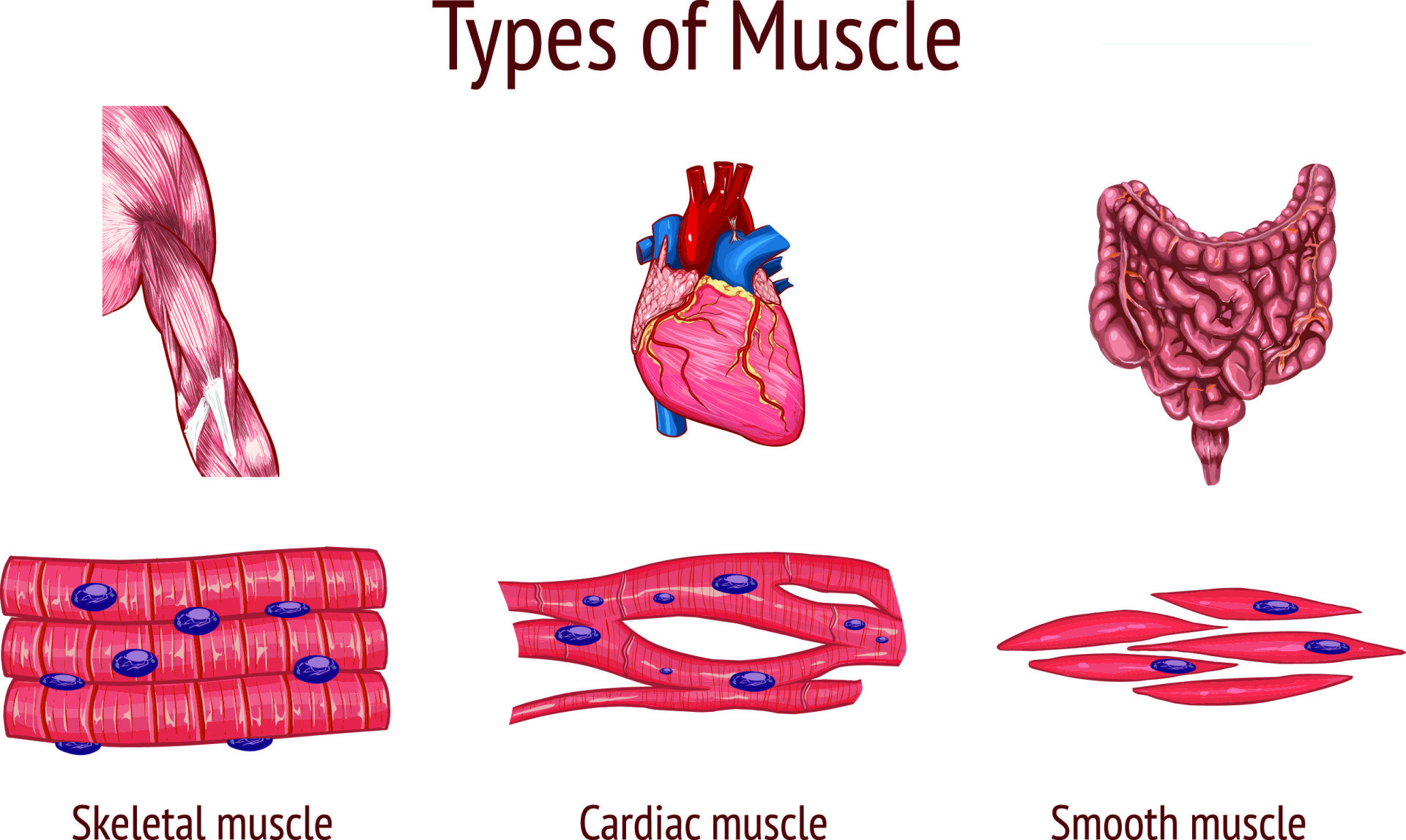 All About Muscles, Tendons and Ligaments