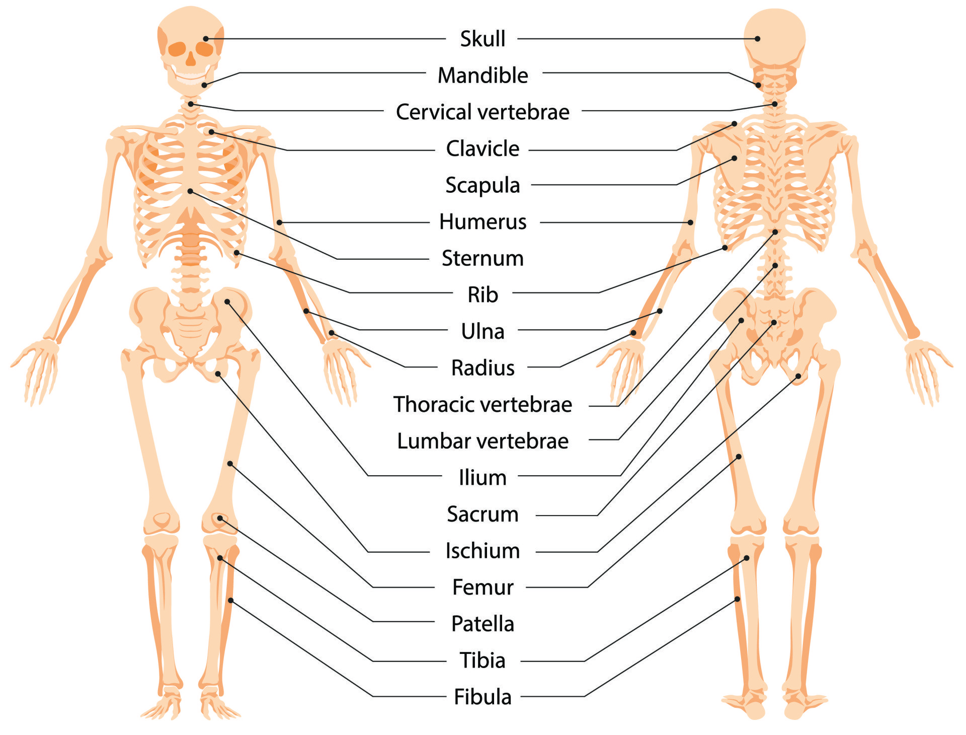 Bone Anatomy And Function Bone Anatomy And Function