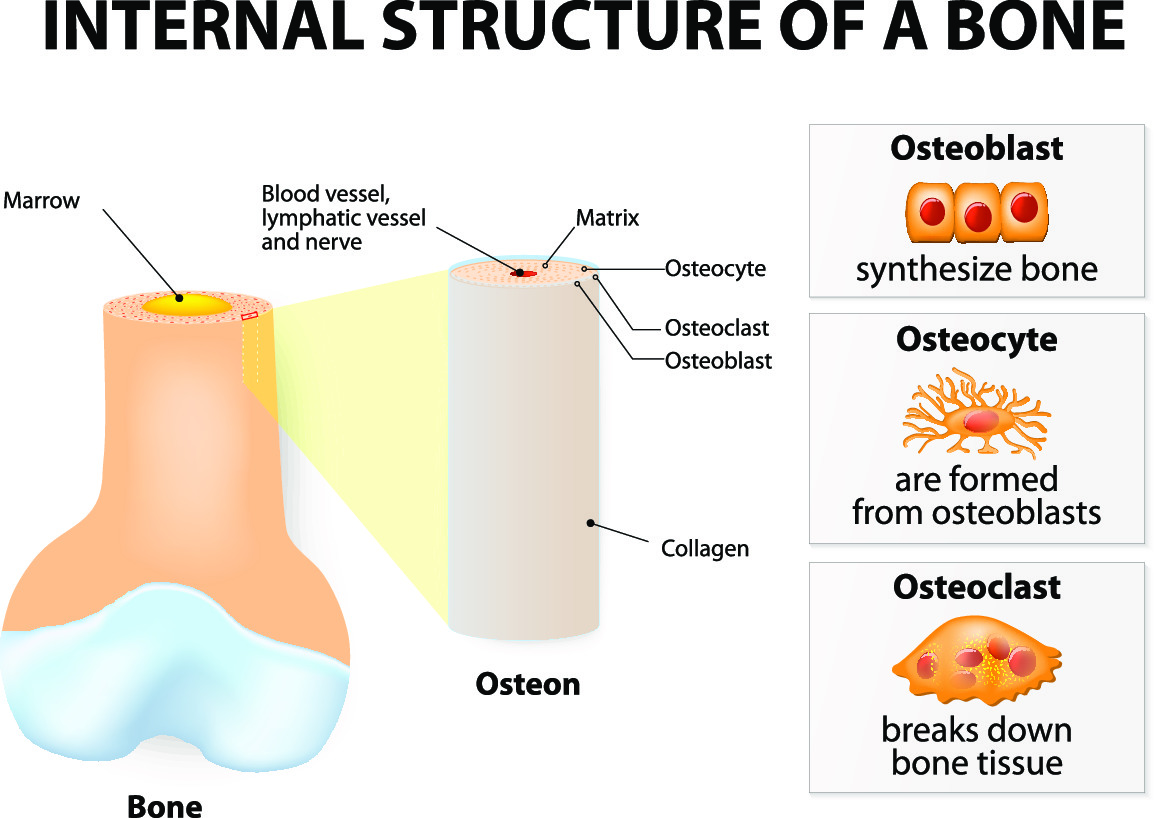 Bone Anatomy and Function