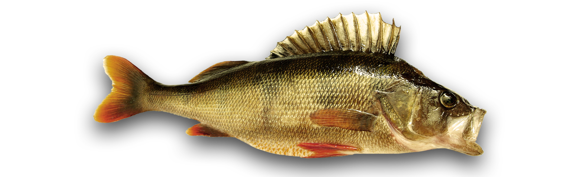 Devils Lake Guided Fishing | Pike, Perch, Walleye, Bass