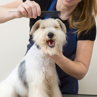 Boarding kennels | Gables Boarding Kennels Cattery & Grooming Parlour