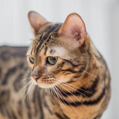 Boarding kennels | Gables Boarding Kennels Cattery & Grooming Parlour