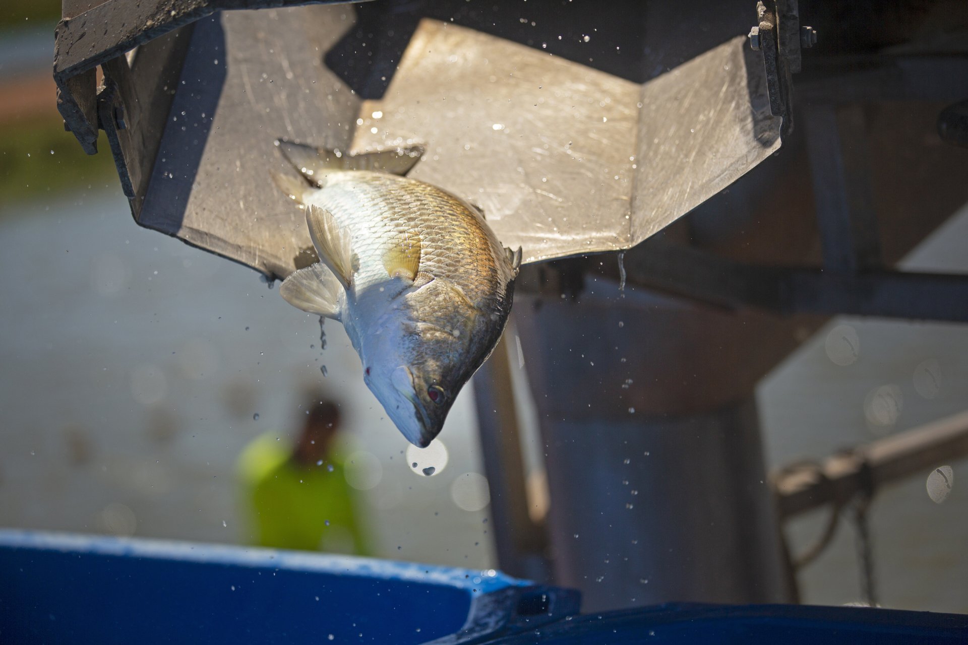 Our Farm | Humpty Doo Barramundi