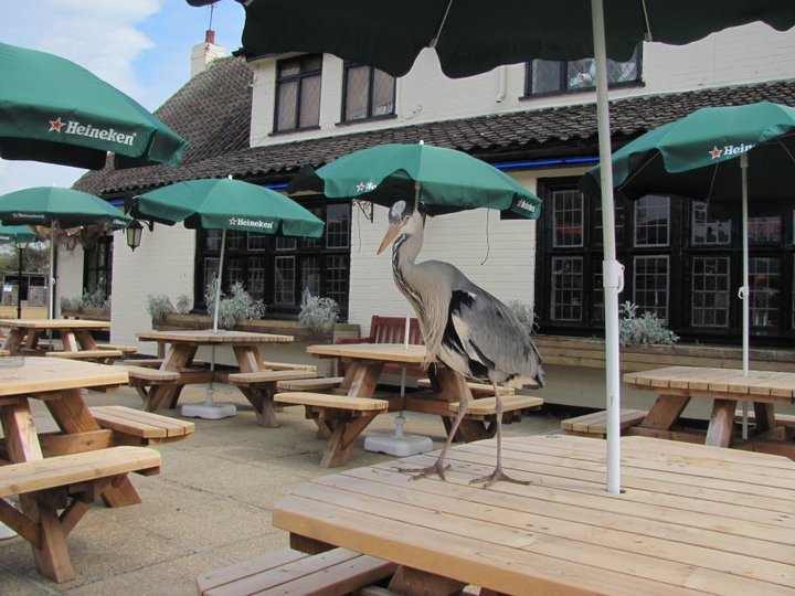 The Ferry Inn Horning Family Diner - Horning, Norfolk - Gallery