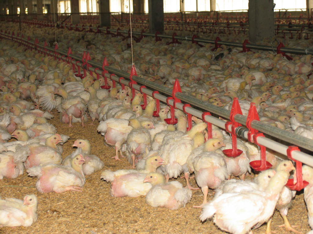 DA to resolve poultry industry issues, oversupply amid COVID-19 crisis