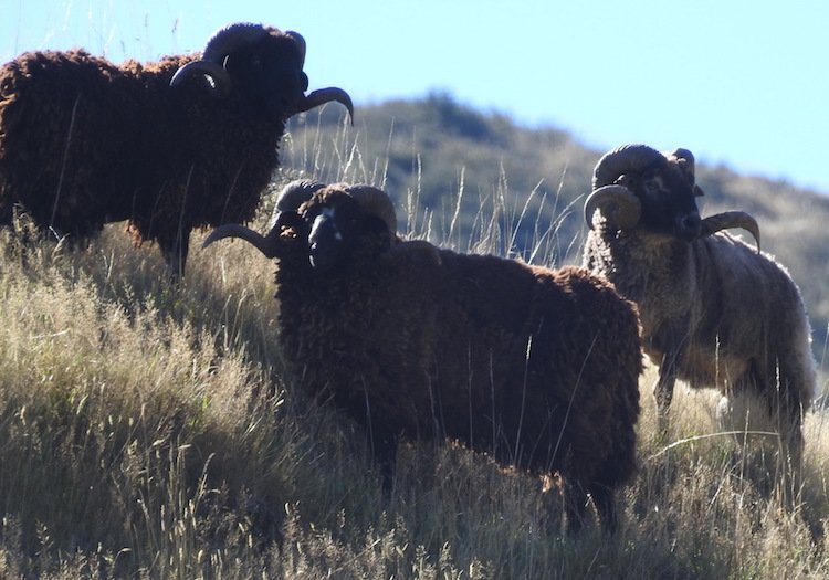 Ram Goat Hunting | New Zealand | South Island | New Zealand Hunting ...