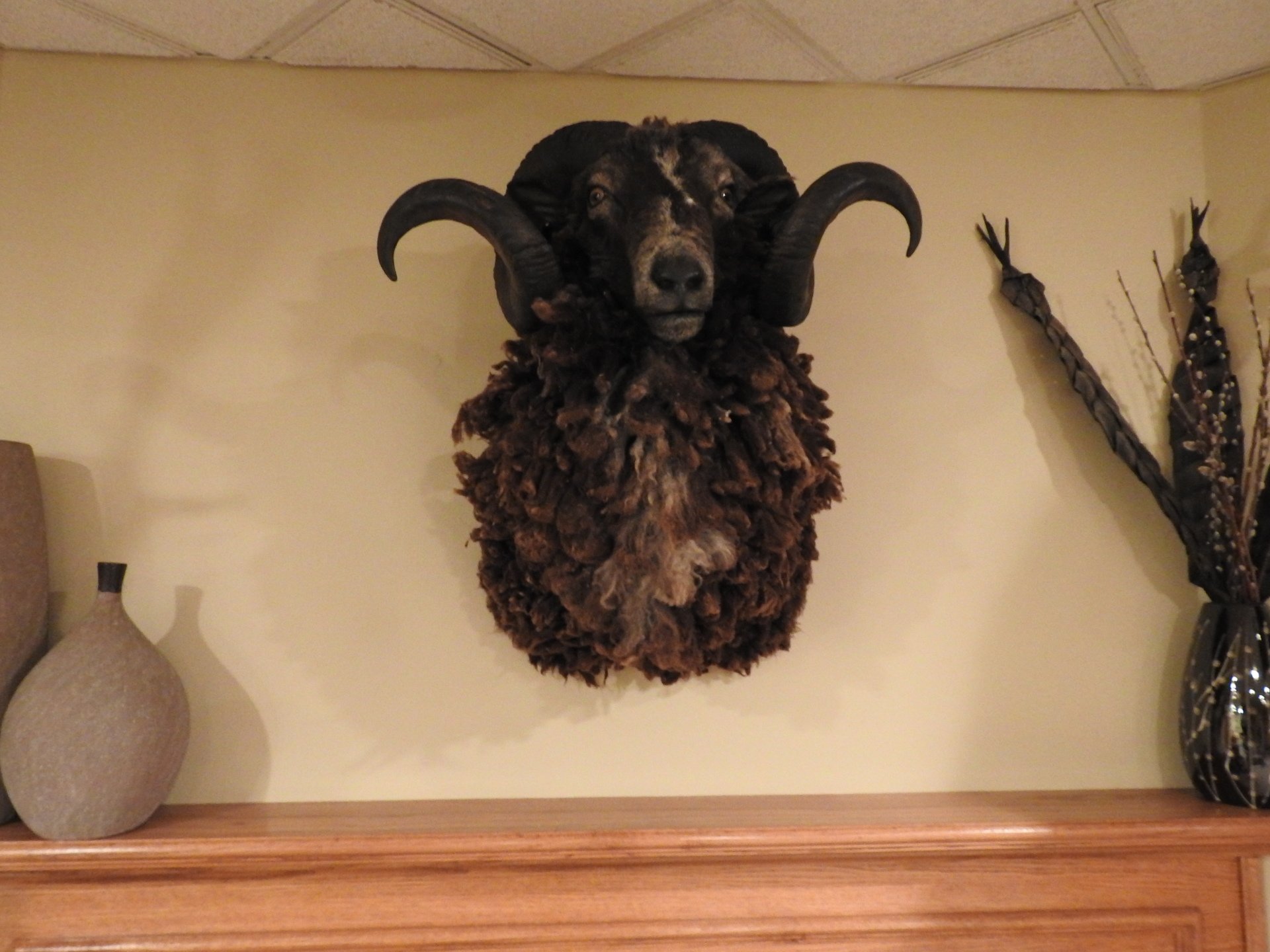 Ram Goat Hunting | New Zealand | South Island | New Zealand Hunting ...