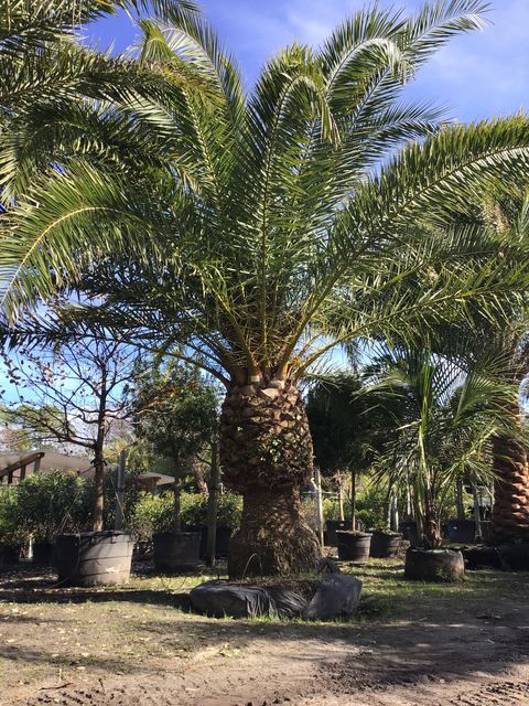 Beautiful Palms | Jacksonville FL | Unique Plants and Palms