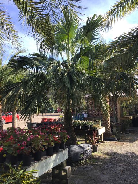 Beautiful Palms | Jacksonville FL | Unique Plants and Palms