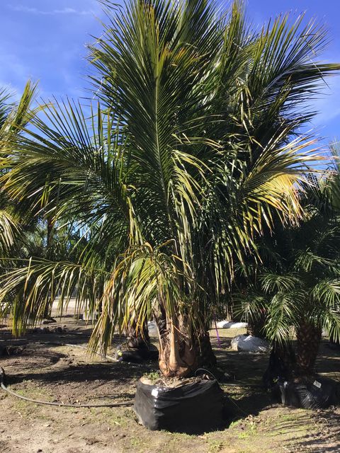 Beautiful Palms | Jacksonville FL | Unique Plants and Palms