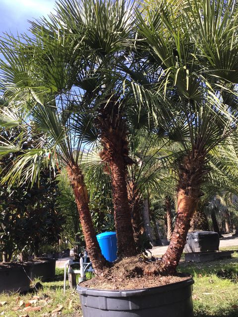 Beautiful Palms | Jacksonville FL | Unique Plants and Palms