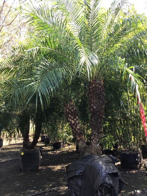 Beautiful Palms | Jacksonville FL | Unique Plants and Palms