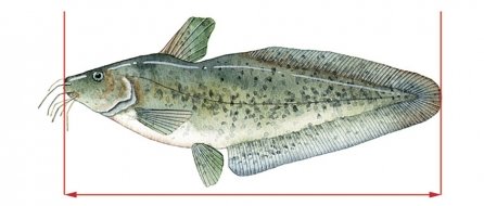 The 2019 Dimboola Fishing Classic