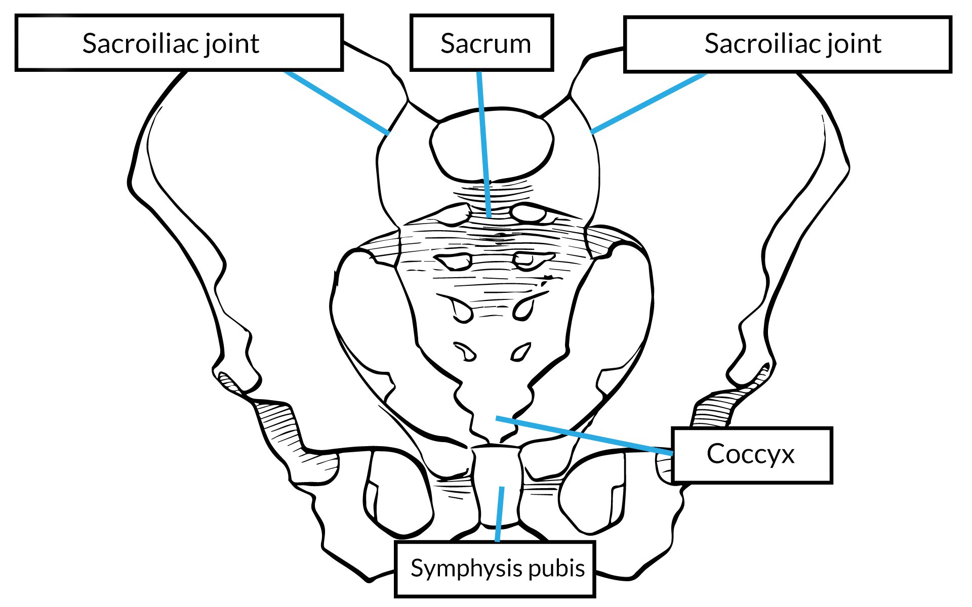 Rug- en bekkenpijn | Meer balans met fysiotherapie!