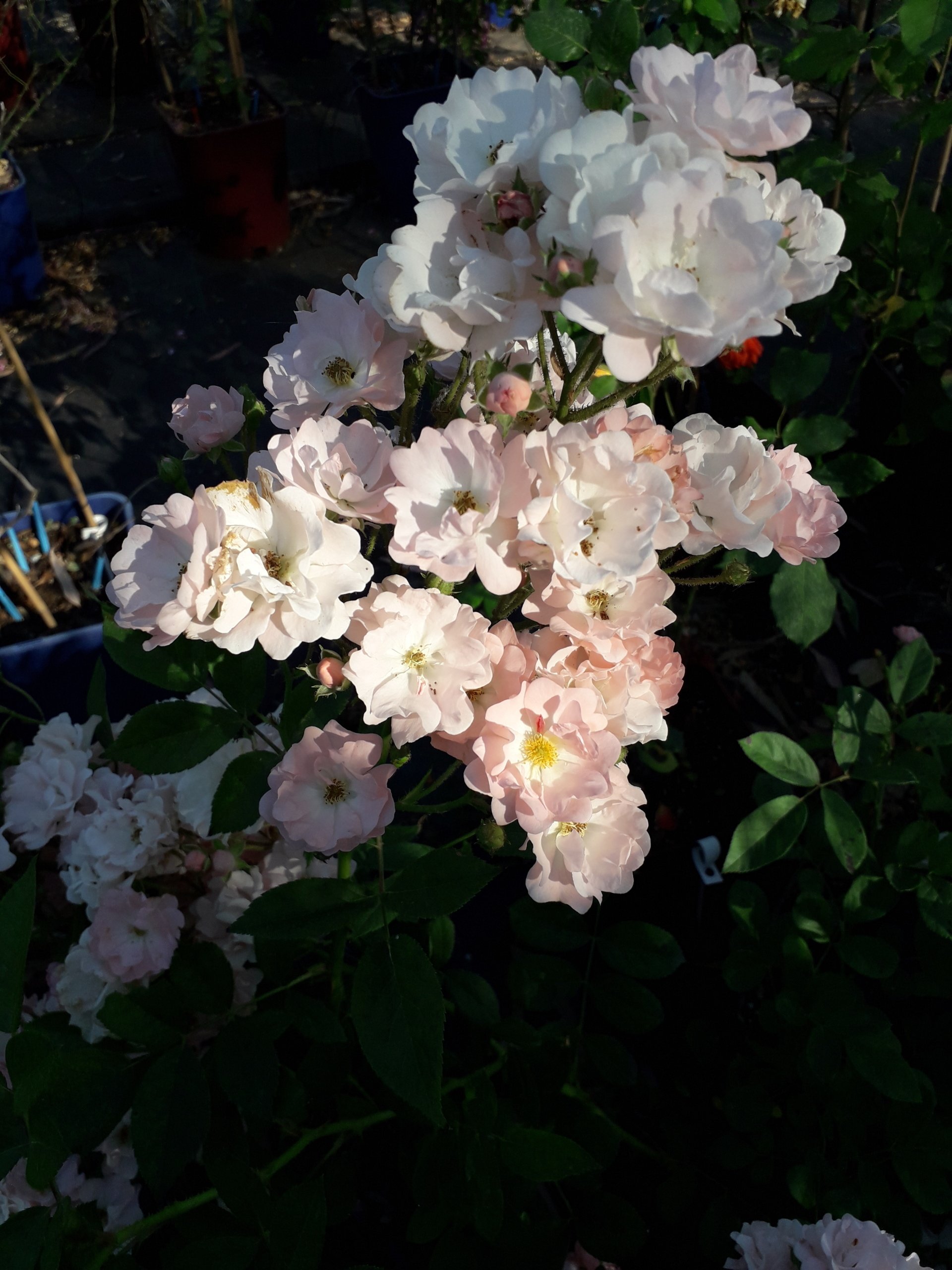 Le rose polyantha - Roma - Vivaio Taroni