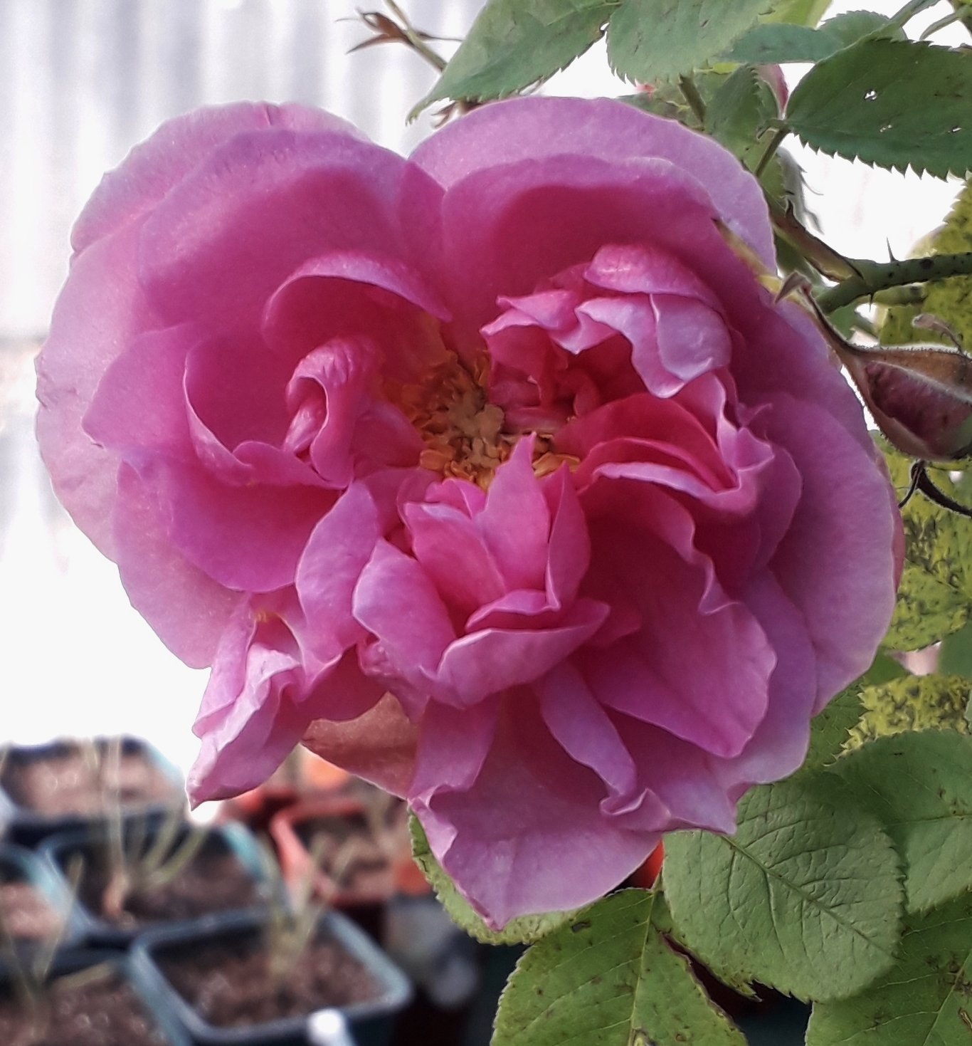 Le rose damasco - Roma - Vivaio Taroni