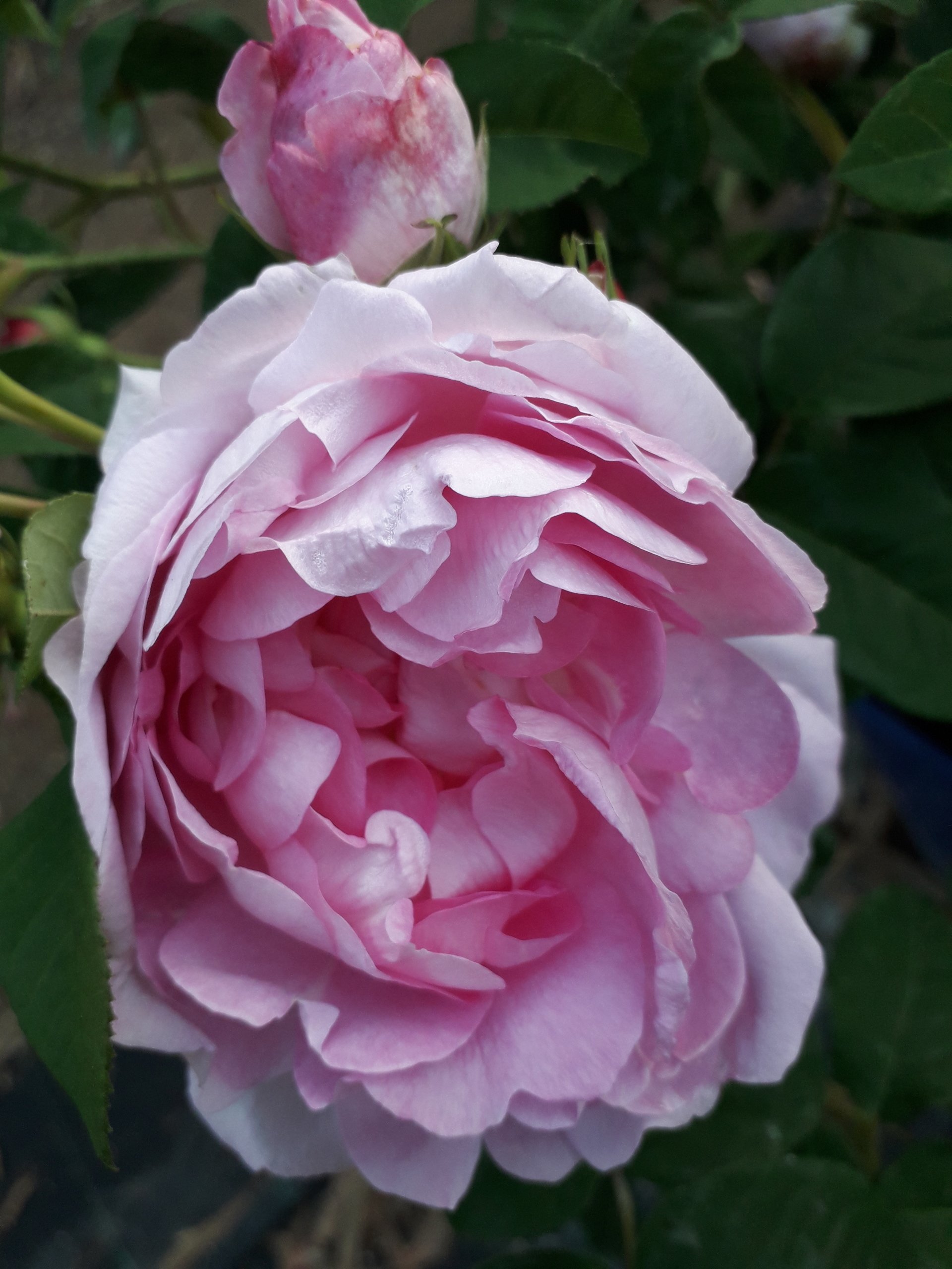 Le rose galliche - Roma - Vivaio Taroni