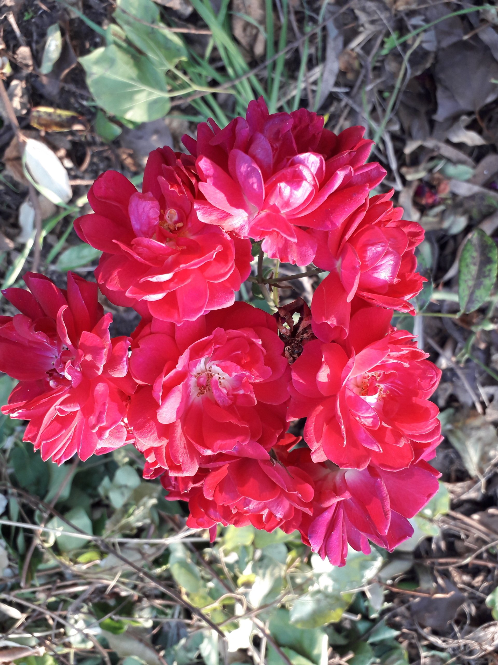 Le rose polyantha - Roma - Vivaio Taroni