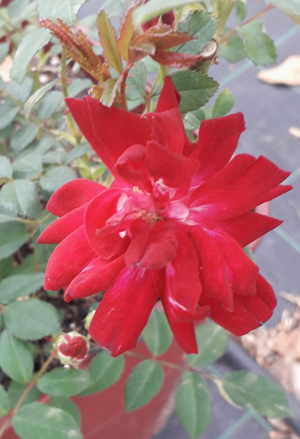 Le rose polyantha - Roma - Vivaio Taroni