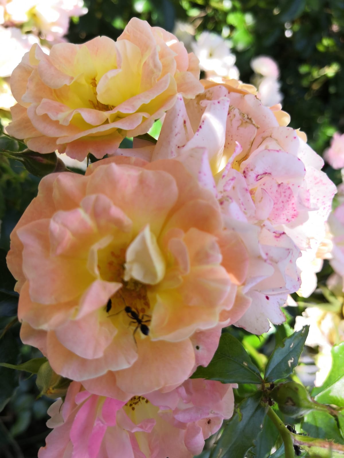 Le rose polyantha - Roma - Vivaio Taroni