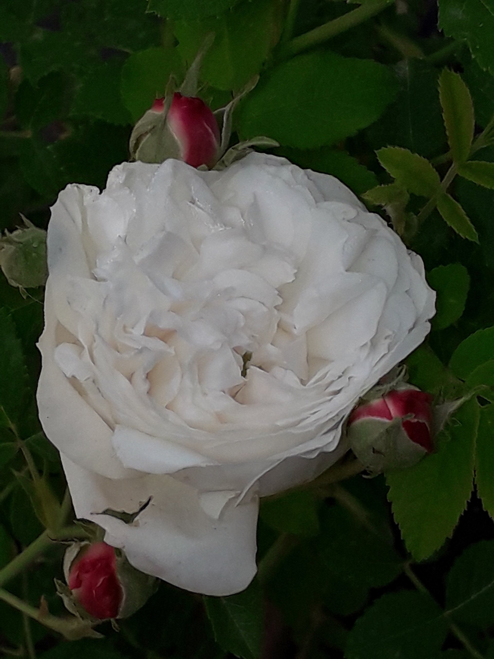 Le rose alba - Roma - Vivaio Taroni