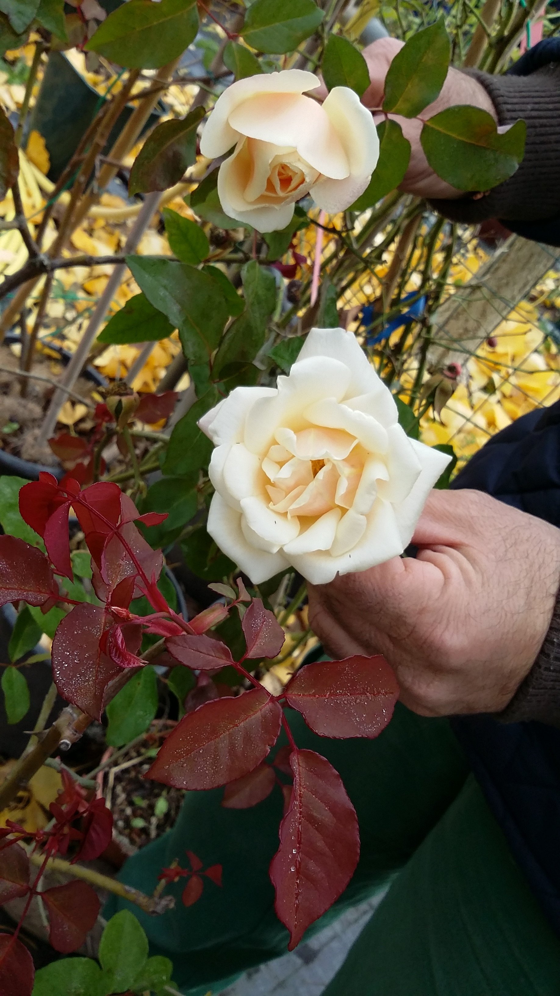 Le rose tea - Roma - Vivaio Taroni