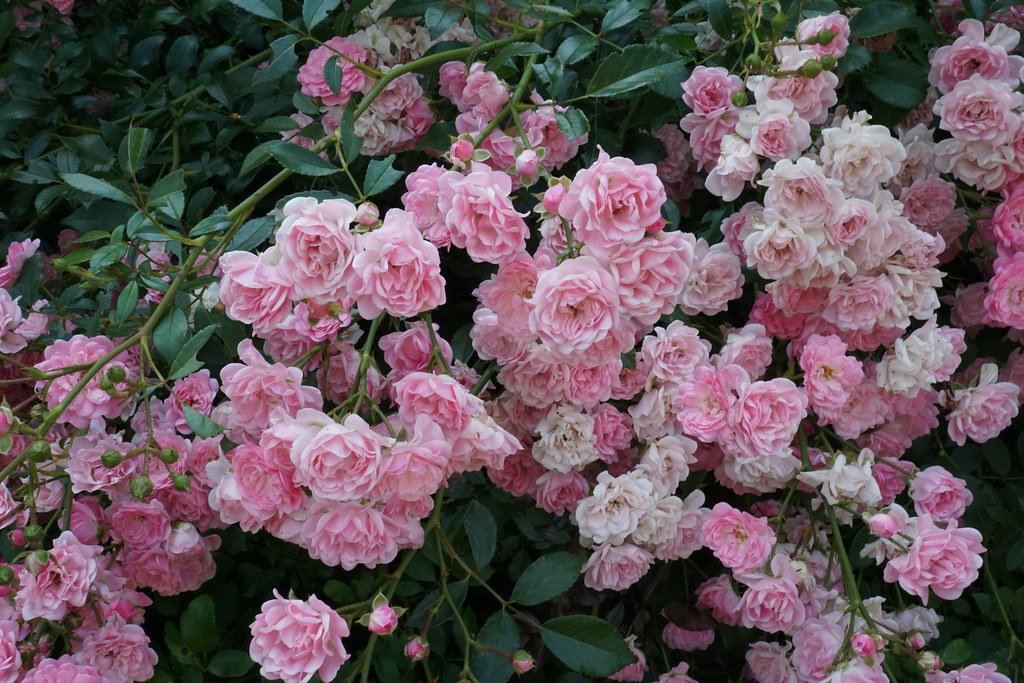 Le rose polyantha - Roma - Vivaio Taroni