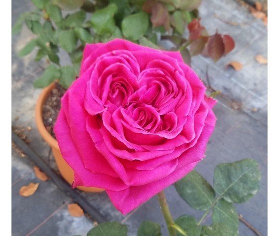 Vivaio, piante e rose - Roma - Vivaio Taroni