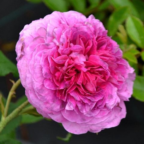 Le rose galliche - Roma - Vivaio Taroni